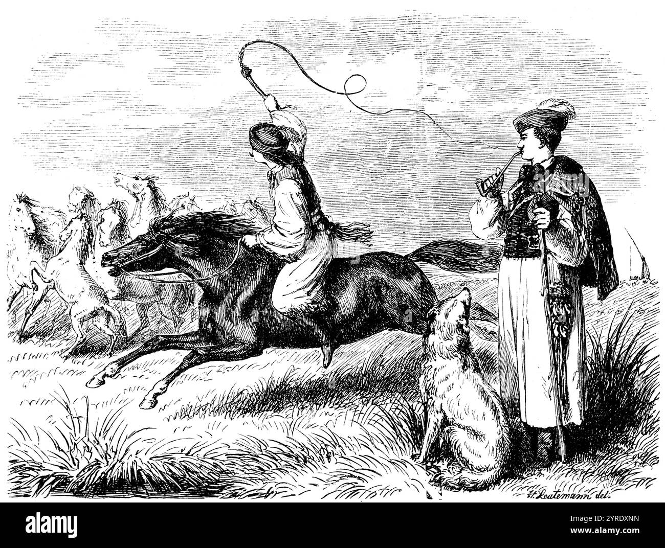 Galloping shepherd with his herd of horses in the Hungarian steppe, man ...