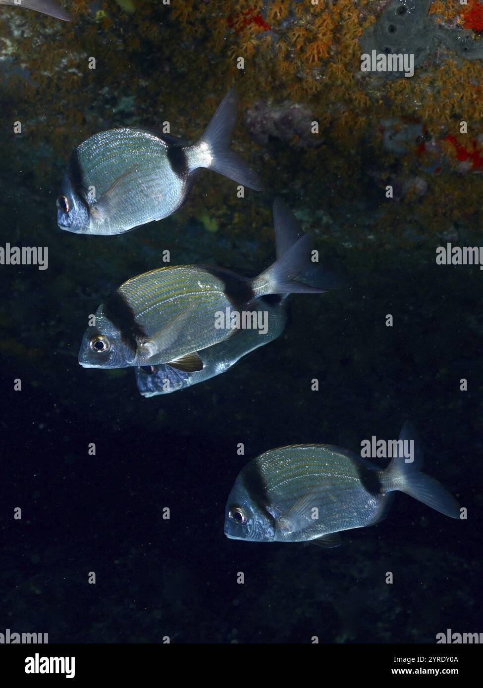 Fish underwater black breams in hi-res stock photography and images - Alamy