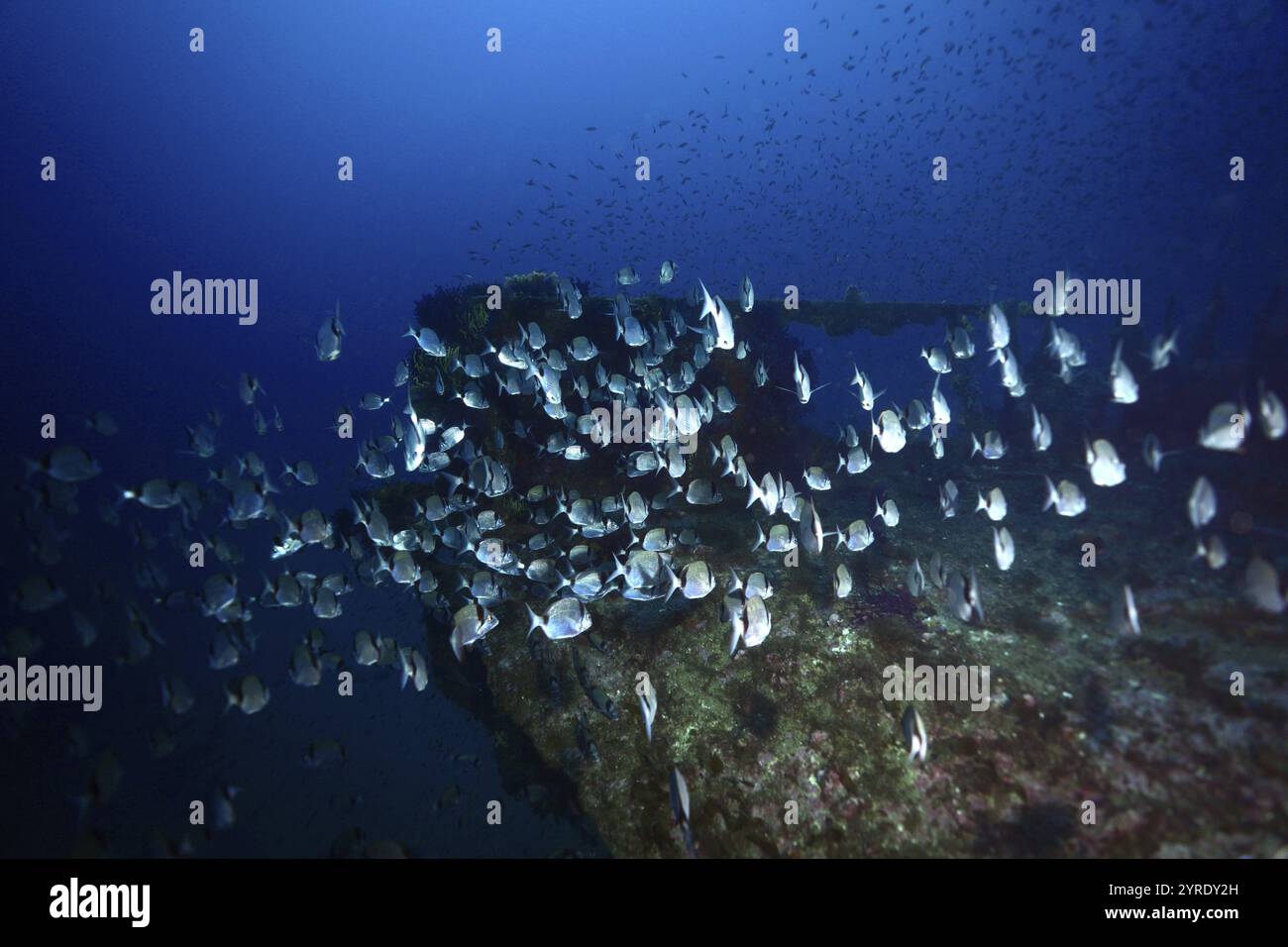 Shoal of two-banded bream (Diplodus vulgaris) swimming over a wreck in ...