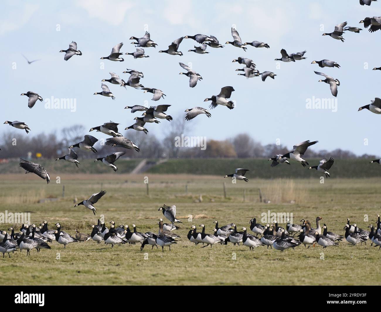 Barnacle Geese (Branta leucopsis), flock in flight, migratory birds ...