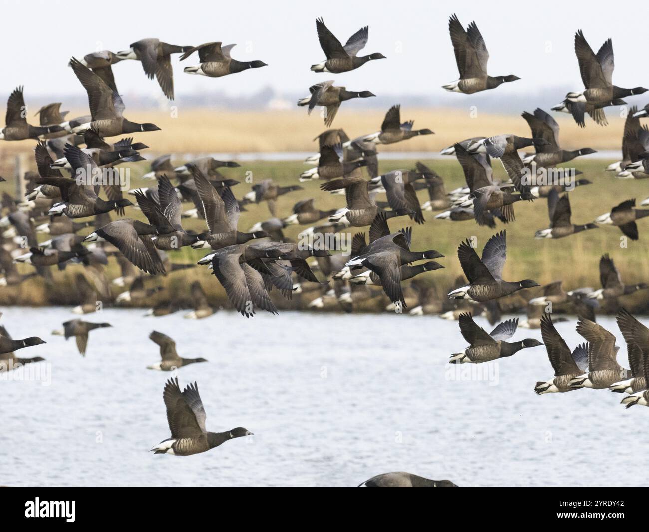 Brent Goose (Branta bernicla), migratory birds in flight, island of ...