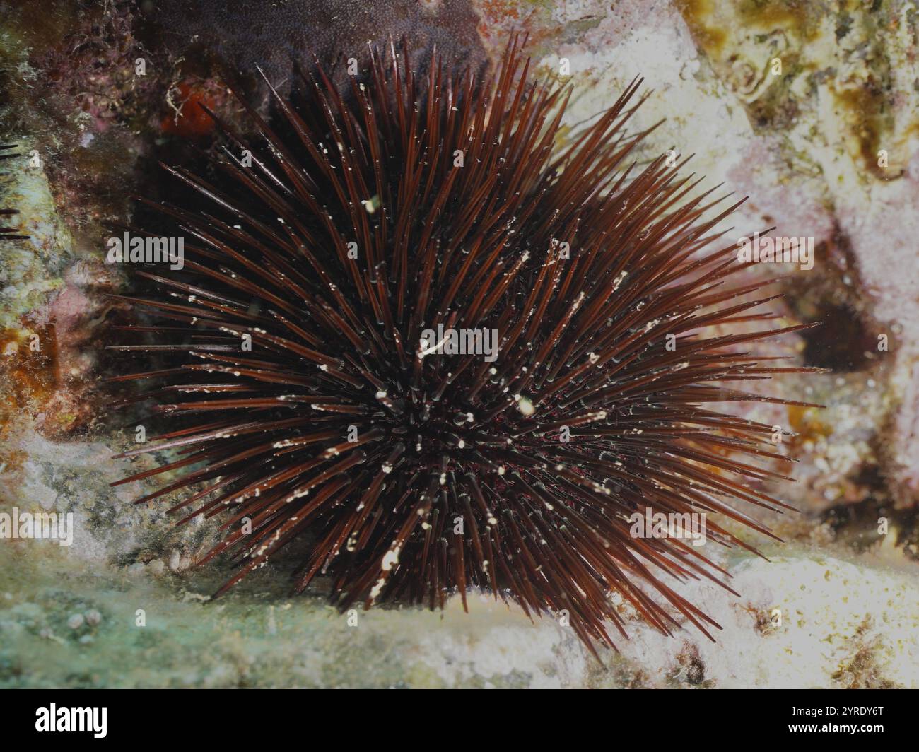 Brown sea urchin paracentrotus hi-res stock photography and images - Alamy