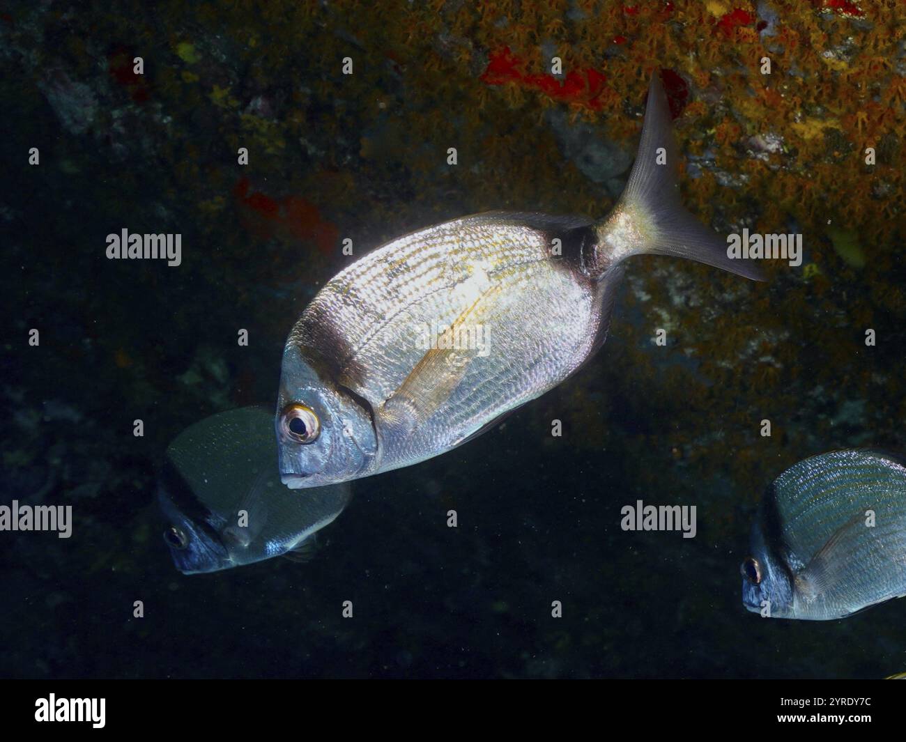 Silver fish, two-banded bream (Diplodus vulgaris), swimming in a shoal ...