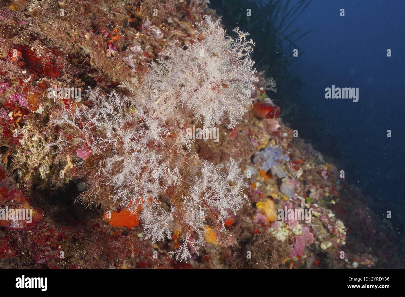 Polyp formations hi-res stock photography and images - Alamy