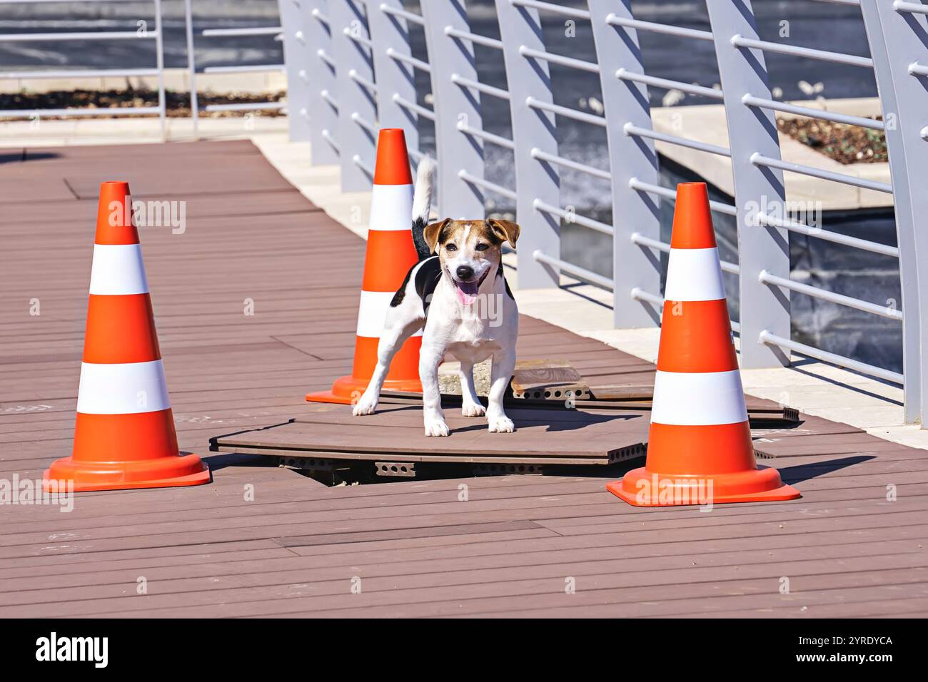 Jack Russell Terrier on Wooden Deck with Traffic Cones Stock Photo - Alamy