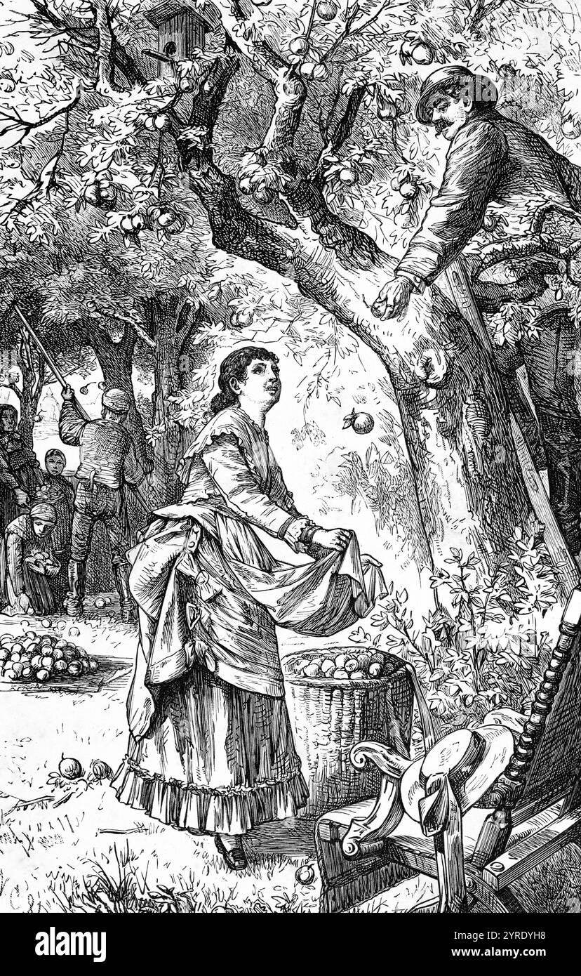 Peaceful scene from the fruit harvest in summer, couple and family ...