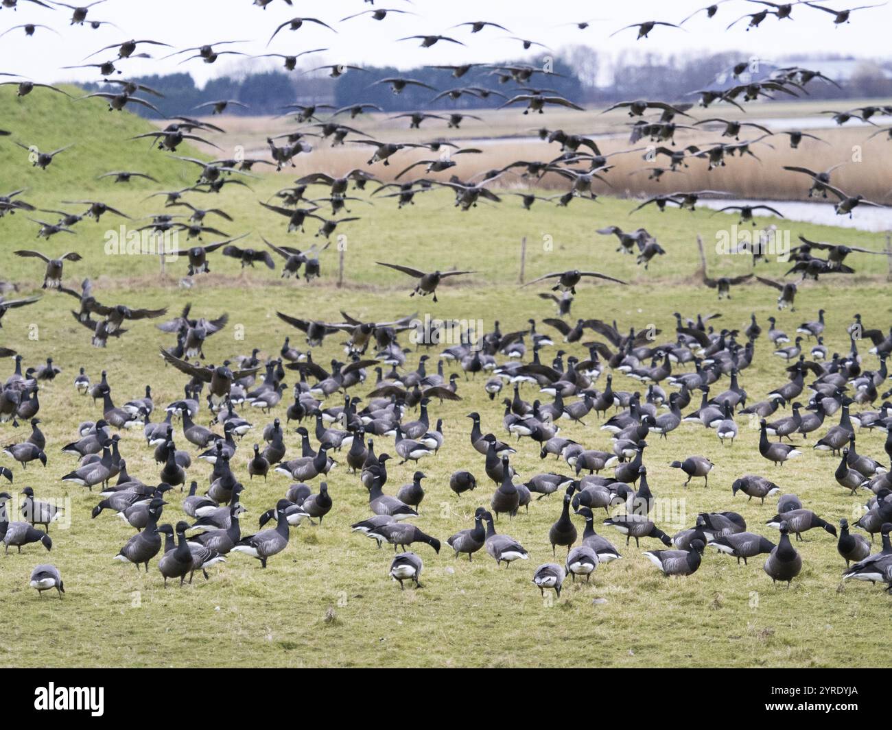 Brent Goose (Branta bernicla), migratory birds in flight and landing on ...