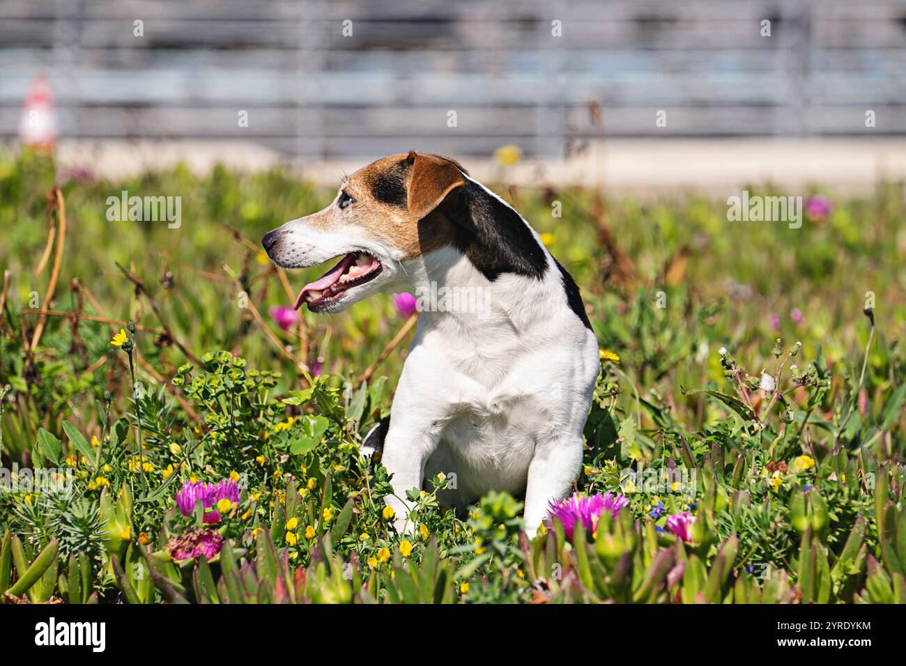 Jack Russell Terrier exploring wildflower field Stock Photo - Alamy