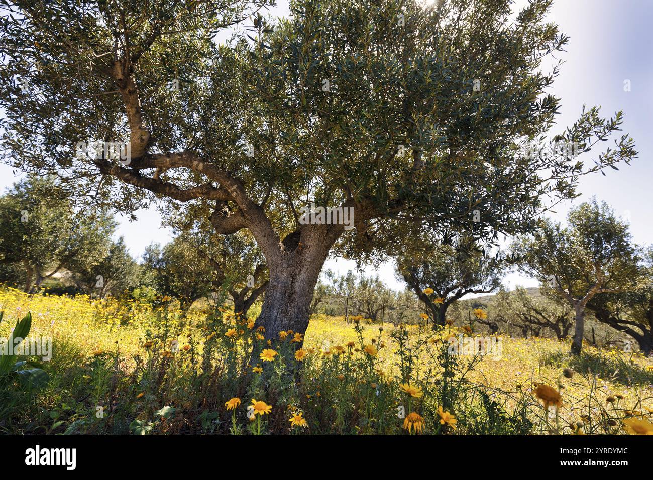 Olive tree in meadow in bloom hi-res stock photography and images - Alamy