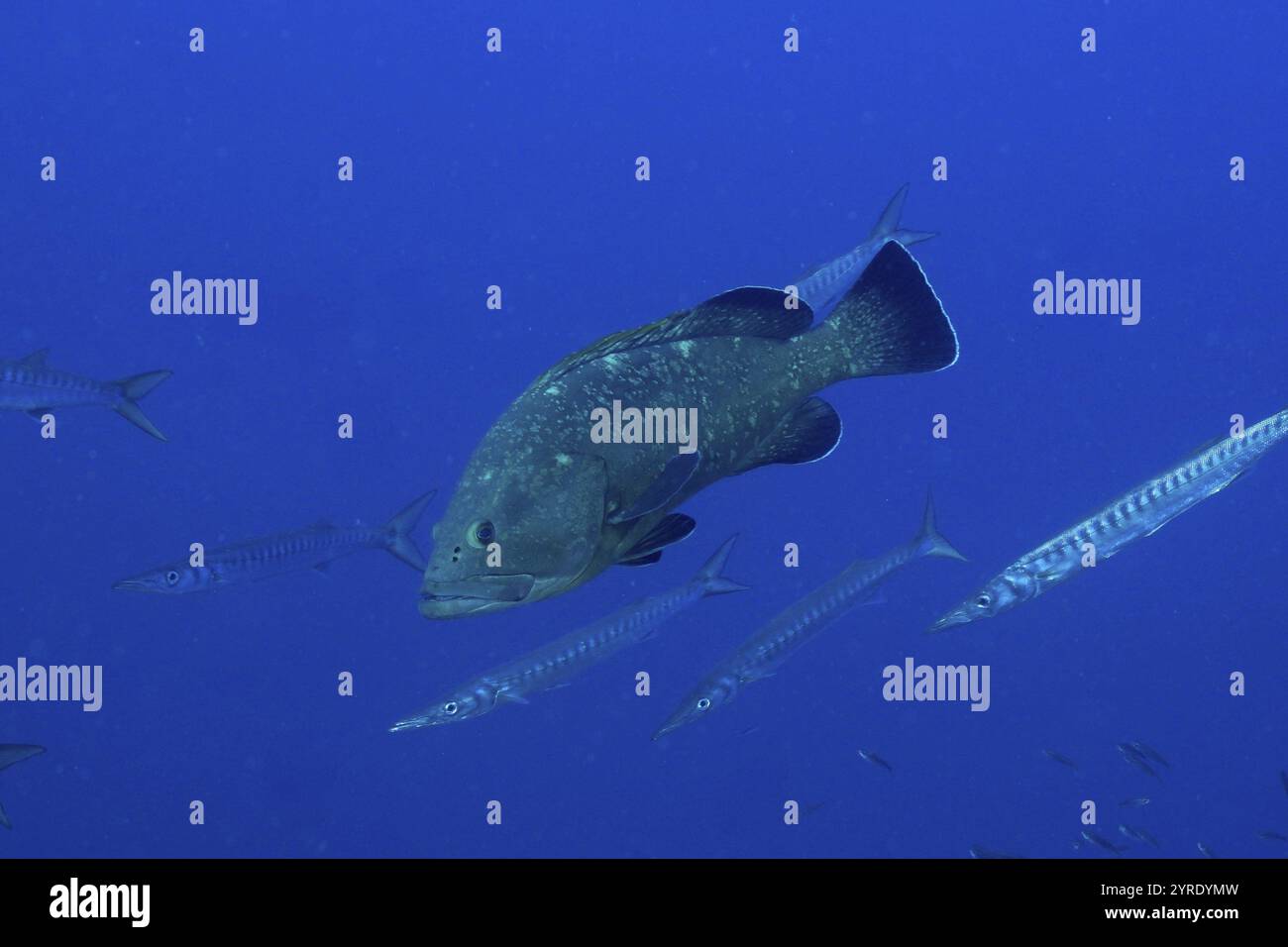 A large fish, Dusky Grouper (Epinephelus marginatus) (Mycteroperca ...