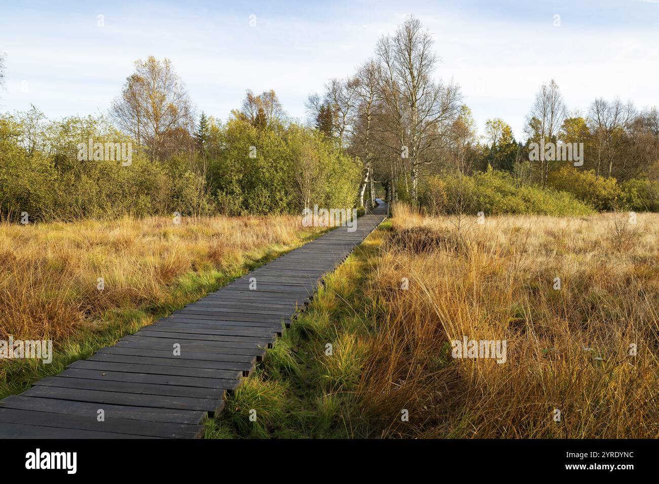Plank path through the Black Moor, near Fladungen, Bavarian Rhoen ...