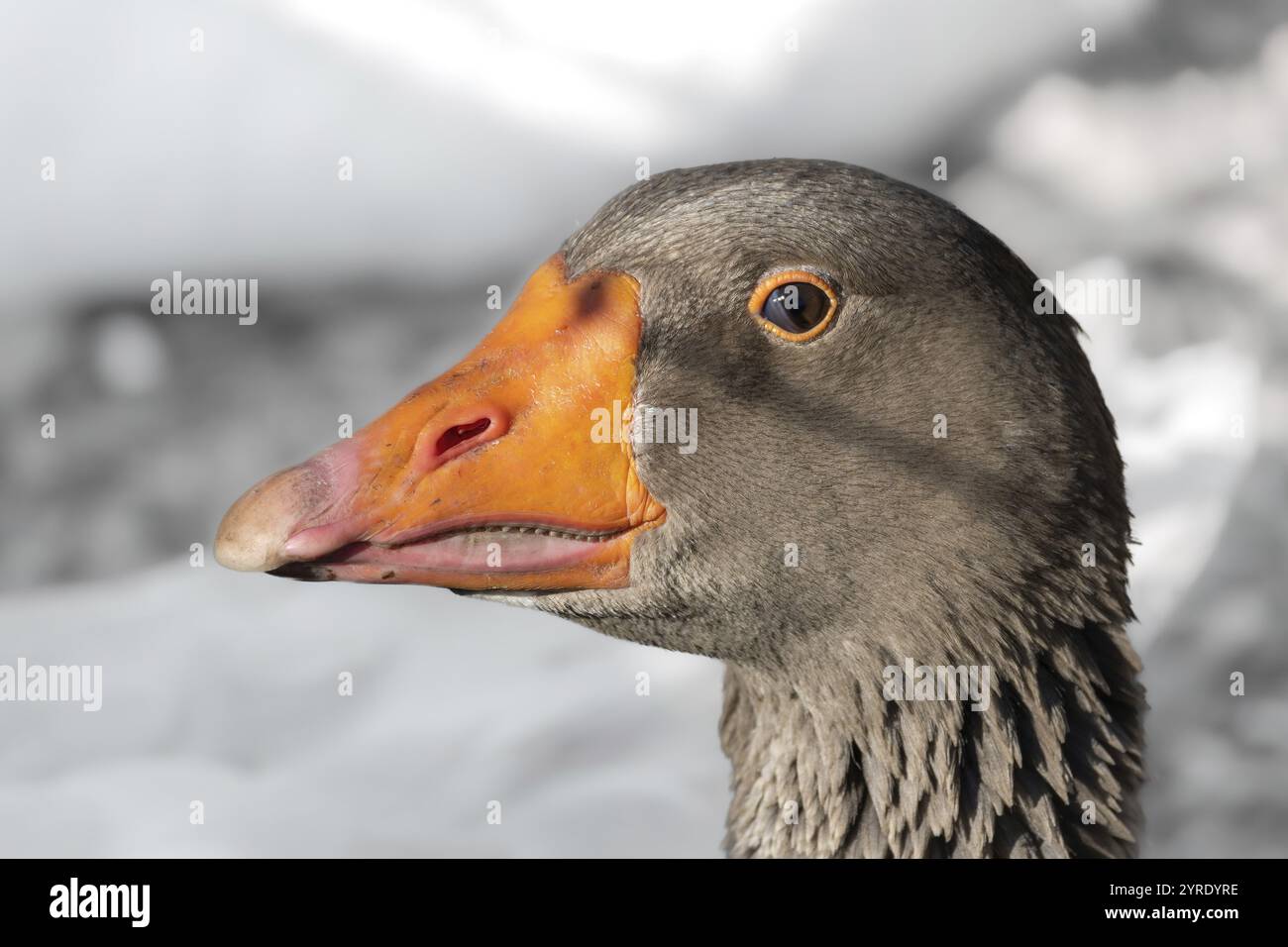Natural people portraits hi-res stock photography and images - Alamy