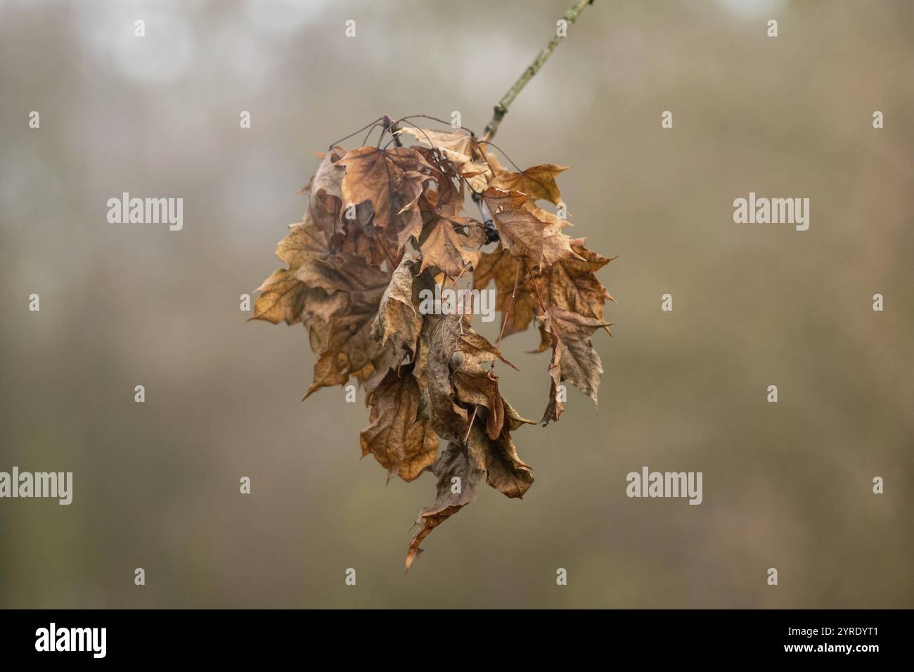 Branch of a deciduous tree with withered leaves, cropped Stock Photo ...