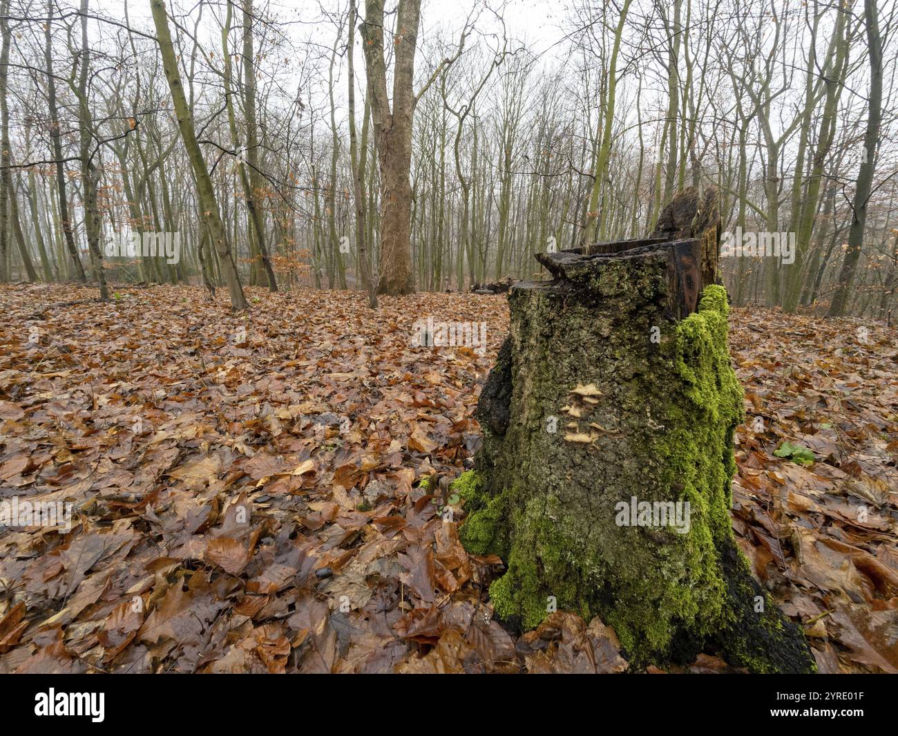 Pile of rotten wood in the forest Stock Photo - Alamy