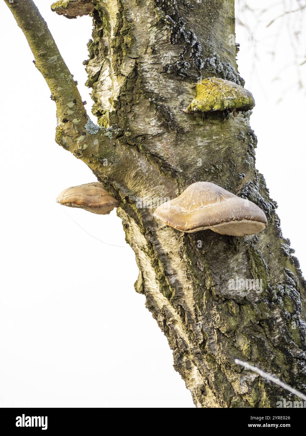 Tree fungi on a birch tree in winter Stock Photo - Alamy