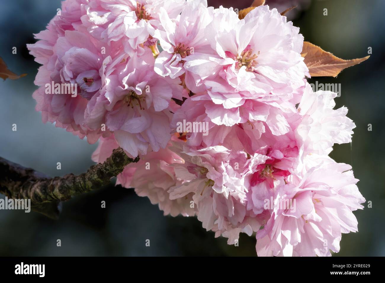 Red cherry blossom hi-res stock photography and images - Alamy