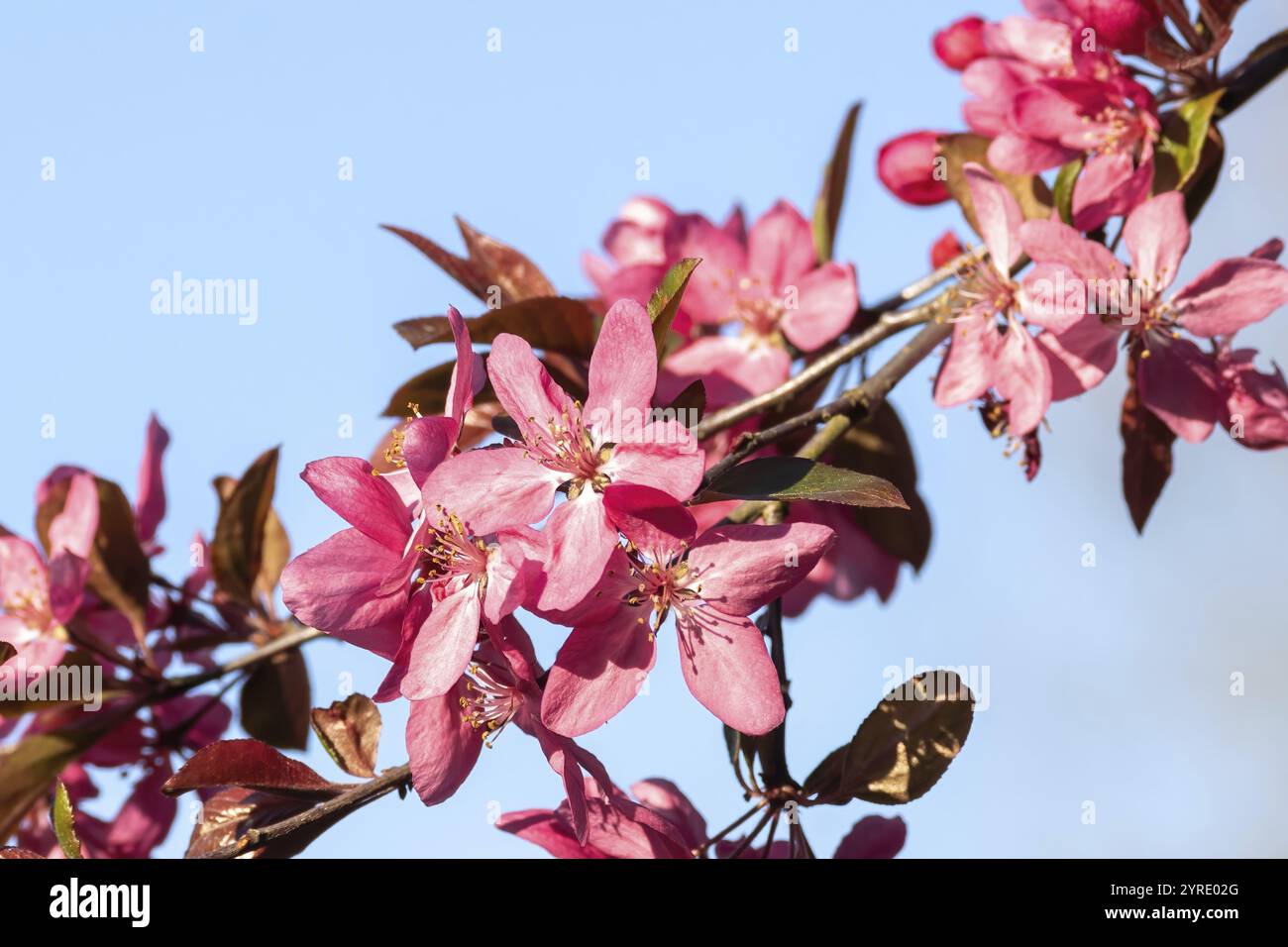 Red cherry blossom in spring Stock Photo - Alamy