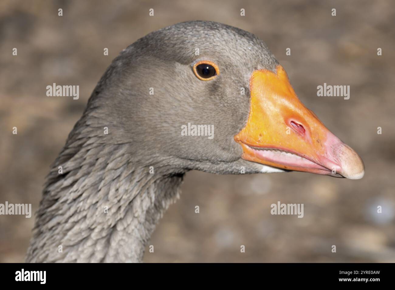 Goose facing the camera hi-res stock photography and images - Alamy