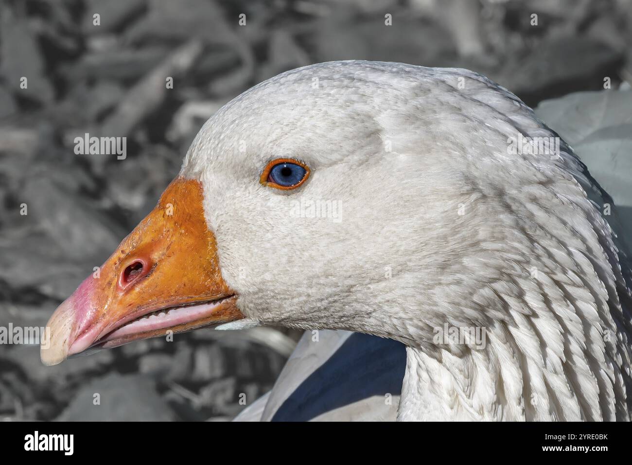 Goose facing towards camera hi-res stock photography and images - Alamy