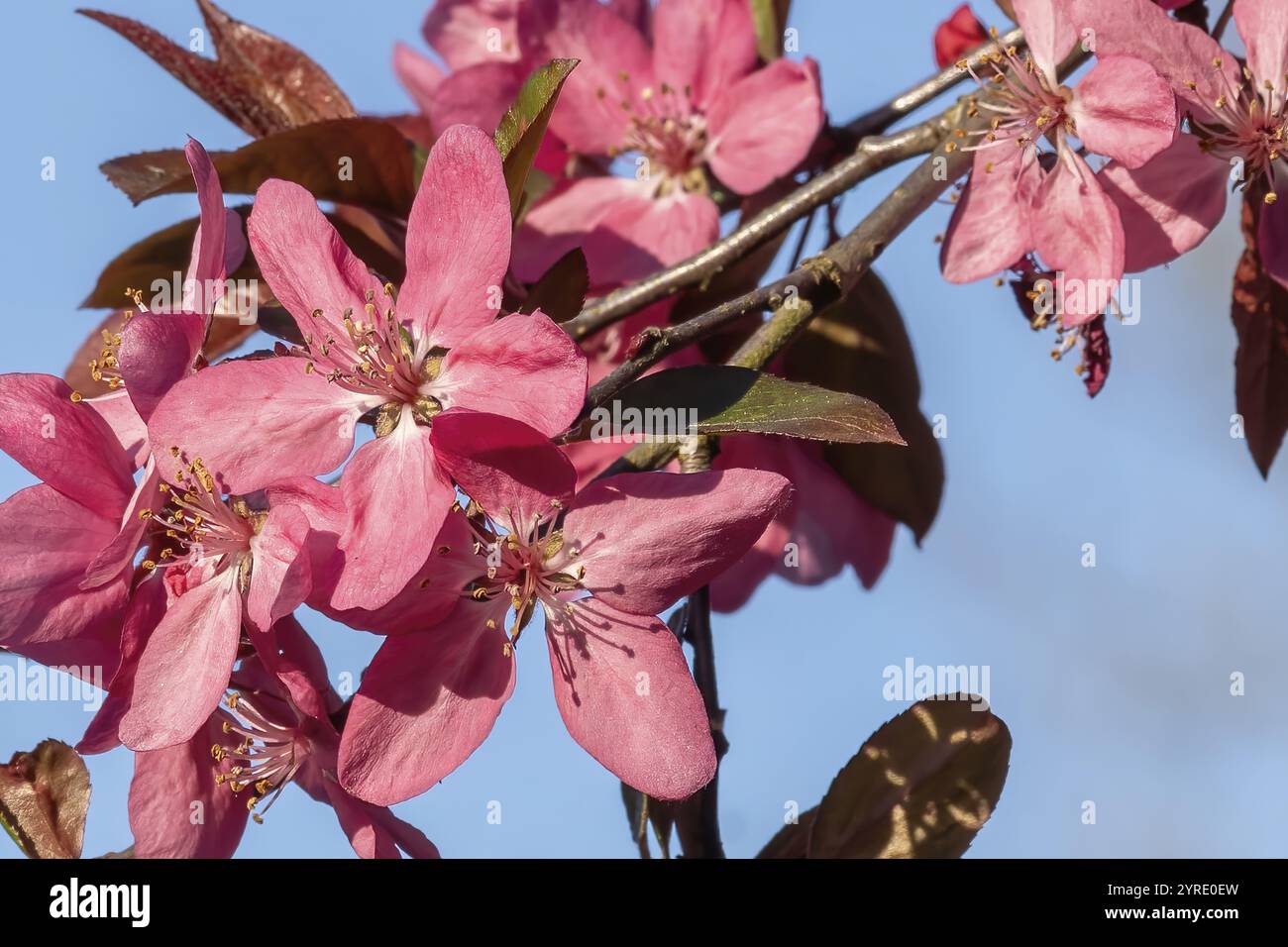 Red cherry blossom hi-res stock photography and images - Alamy