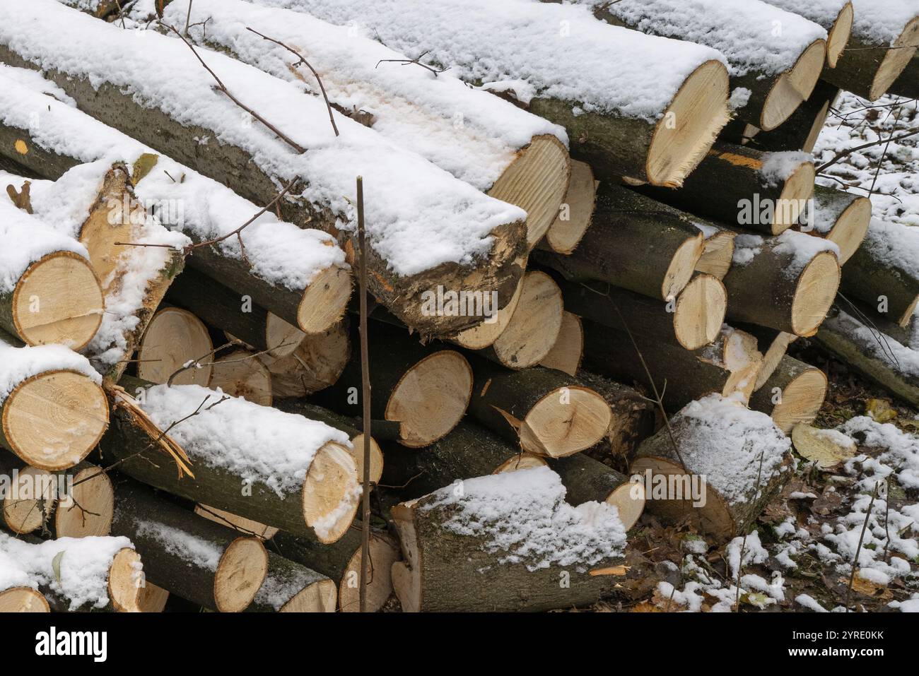 Stack of firewood in the forest in winter with snow Stock Photo - Alamy