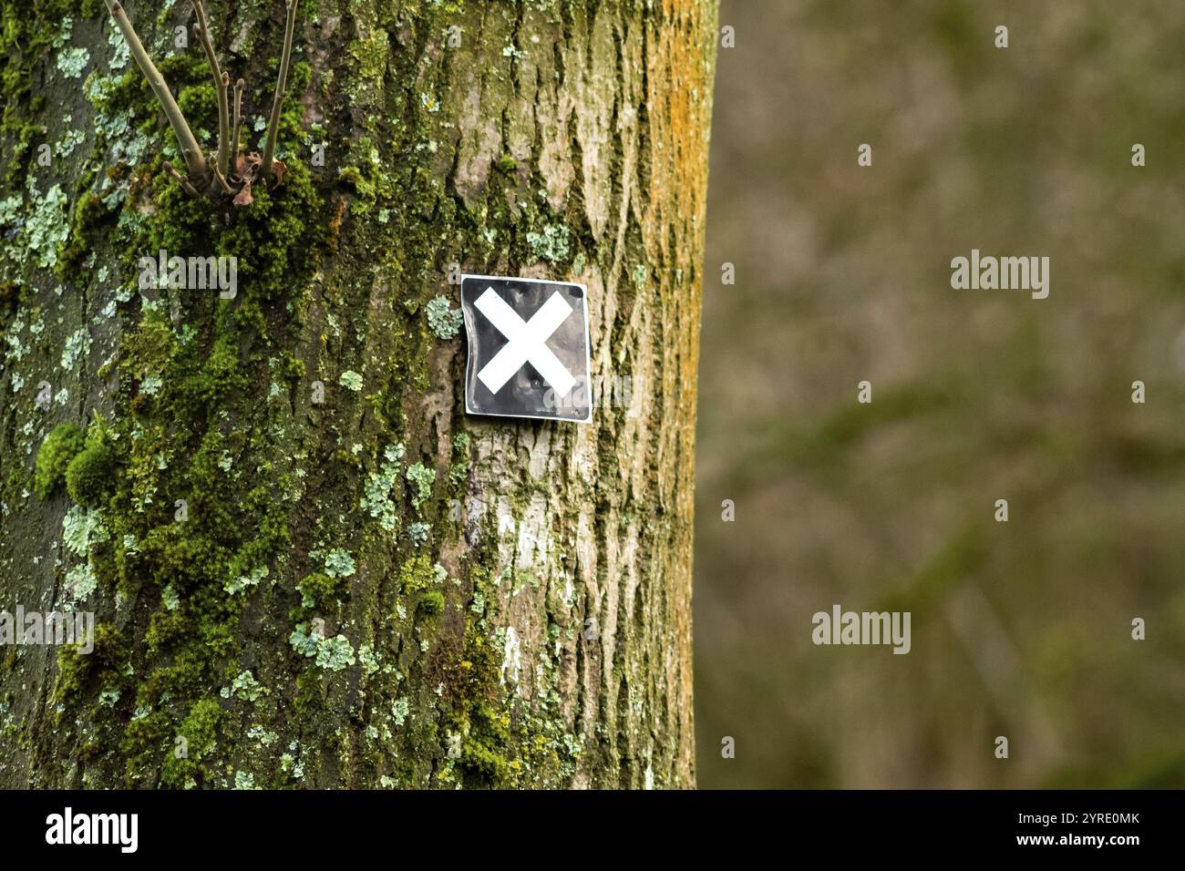 Tree trunk with hiking sign Stock Photo - Alamy