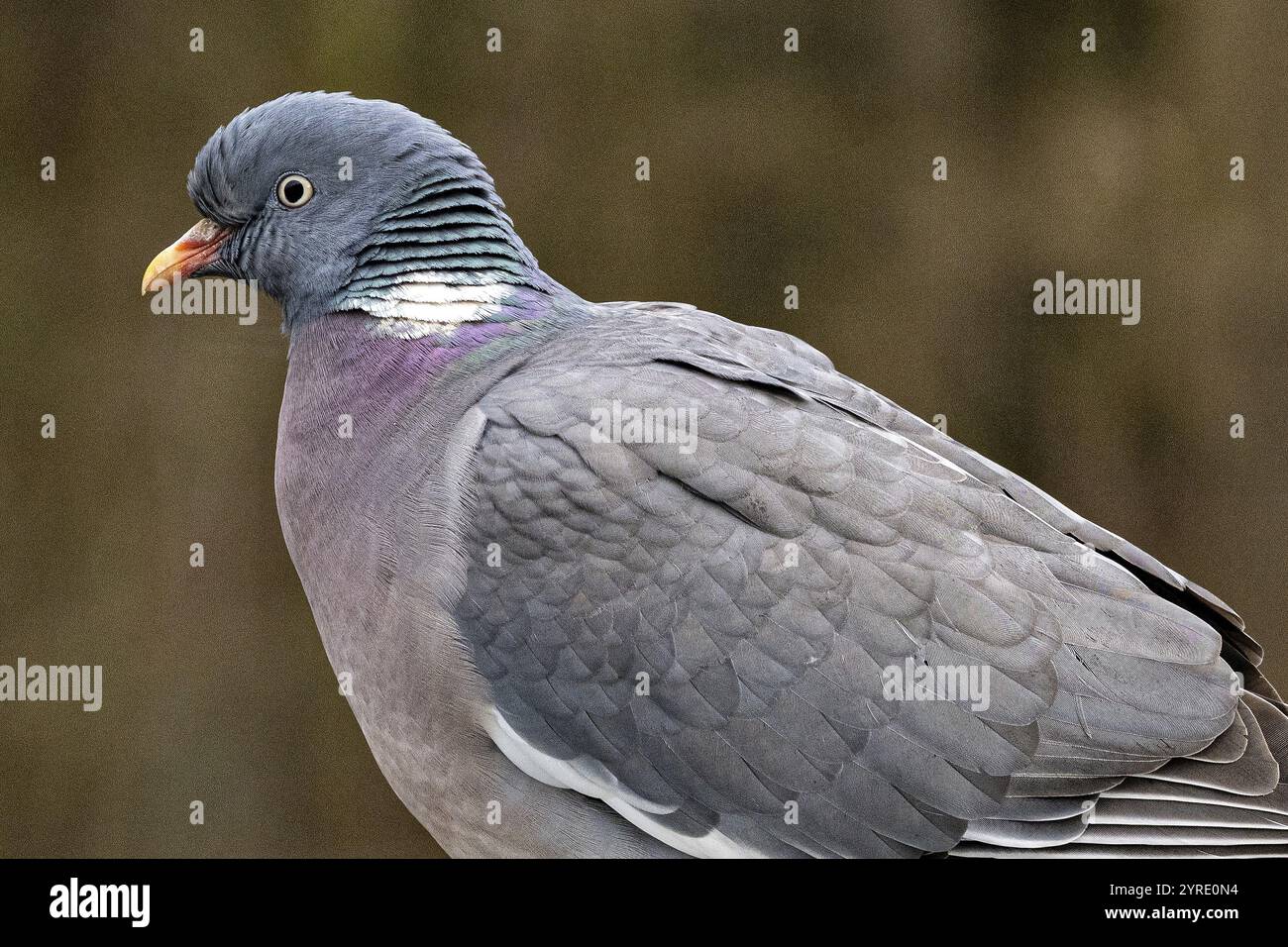 Close ups of doves hi-res stock photography and images - Alamy