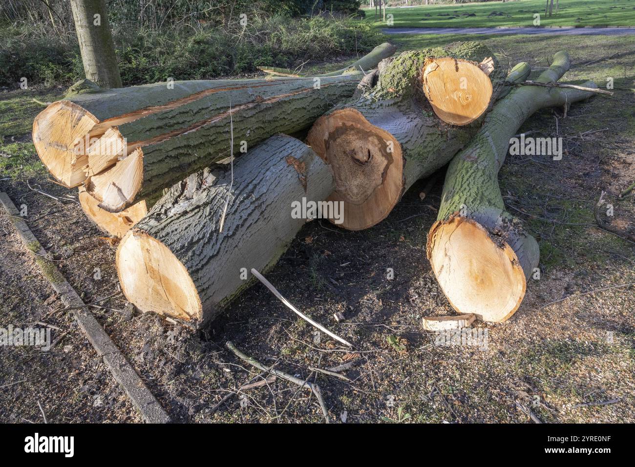 Destroyed tree hi-res stock photography and images - Alamy
