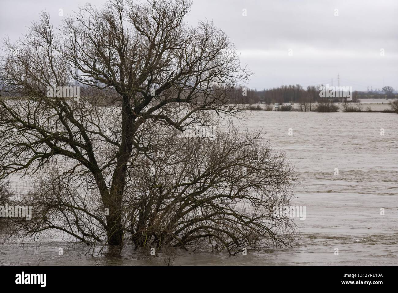Winter floods on the river rhine in Germany Stock Photo - Alamy