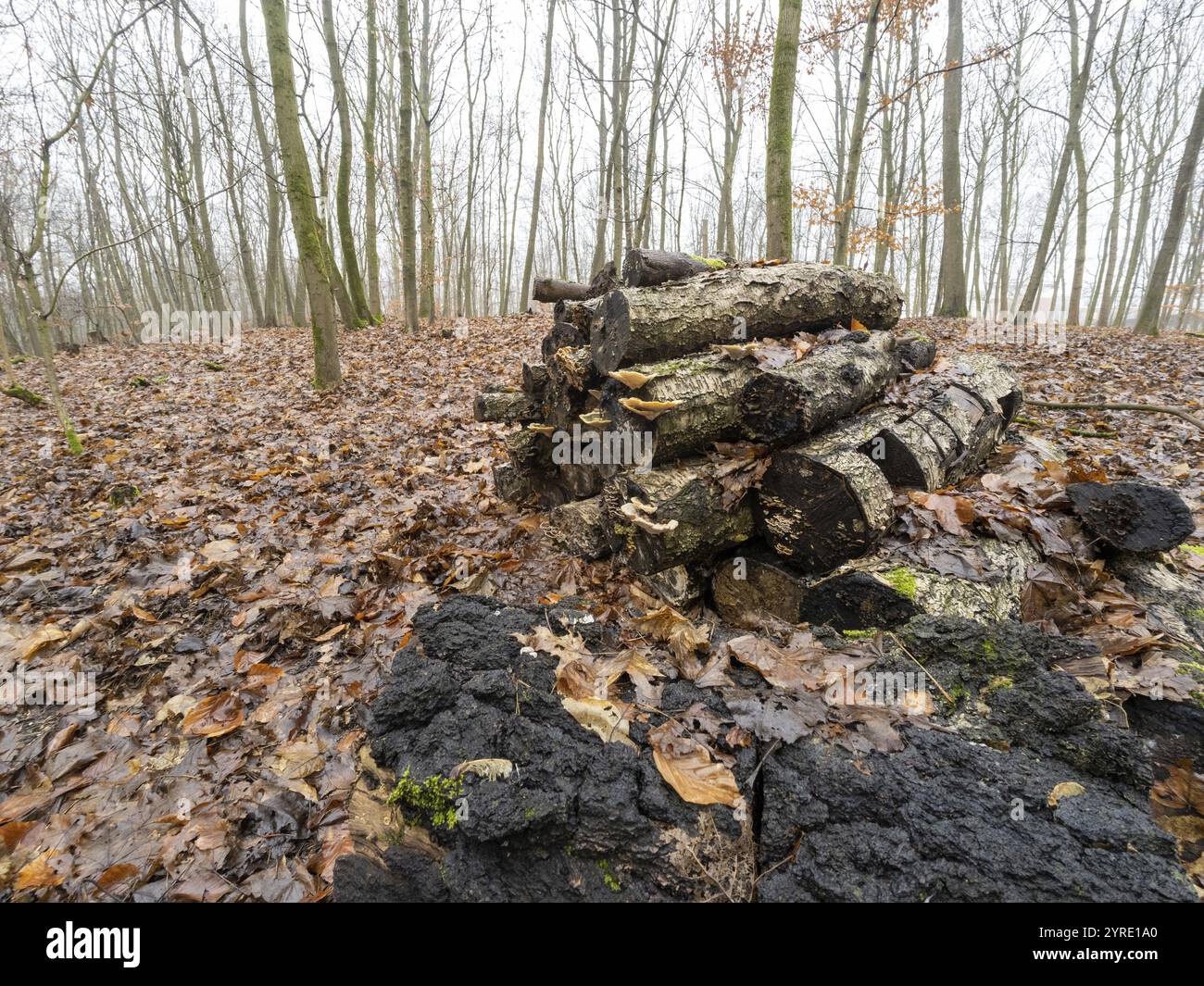 Pile of rotten wood in the forest Stock Photo - Alamy