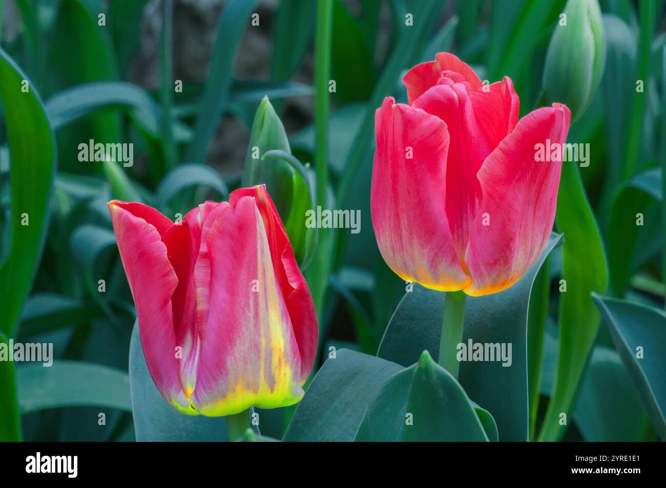 Tulipa candy corner hi-res stock photography and images - Alamy