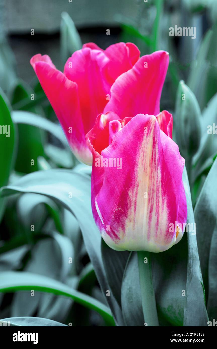 Tulipa candy corner hi-res stock photography and images - Alamy