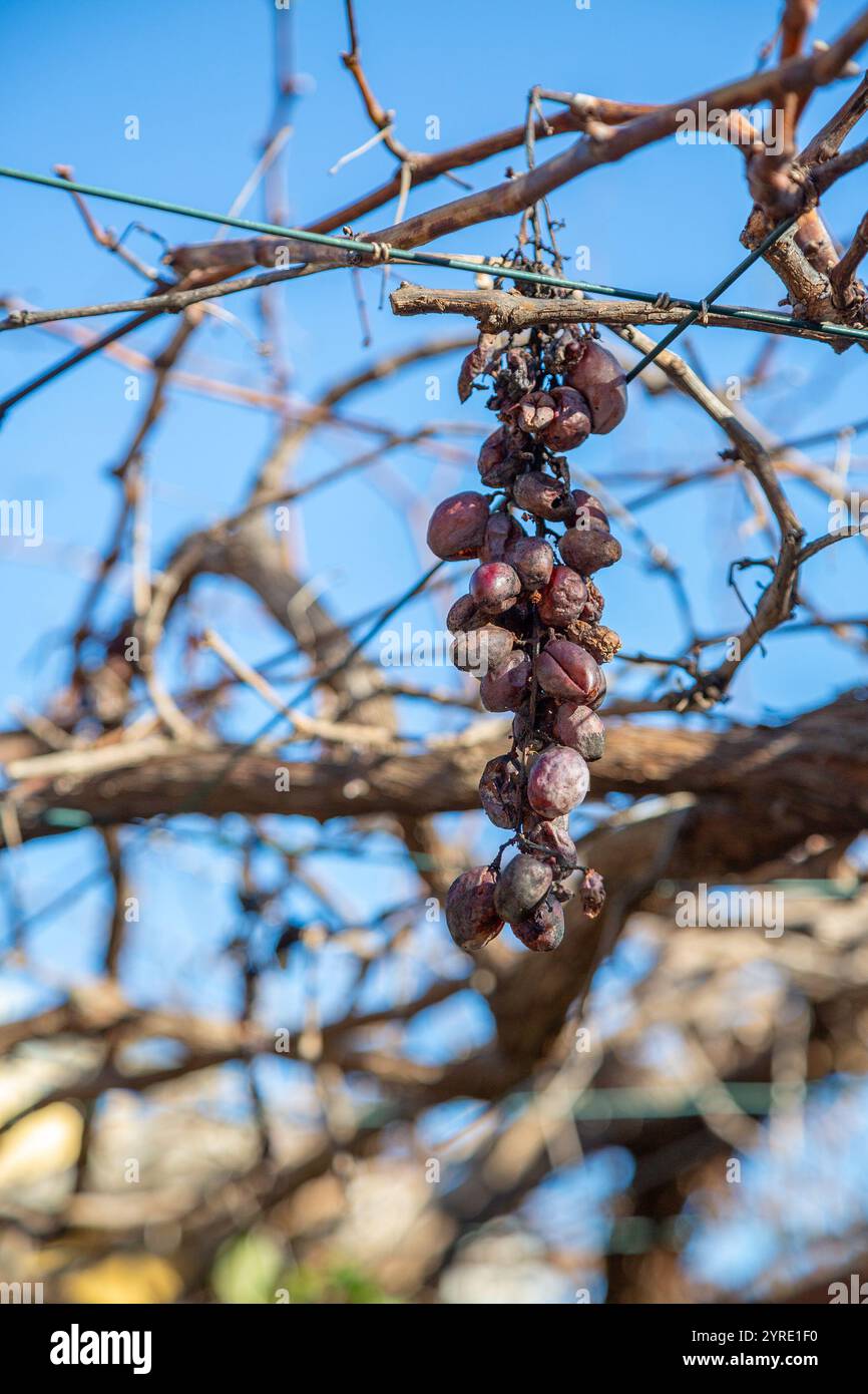 A bunch of grapes is hanging down from a tree branch above Stock Photo ...