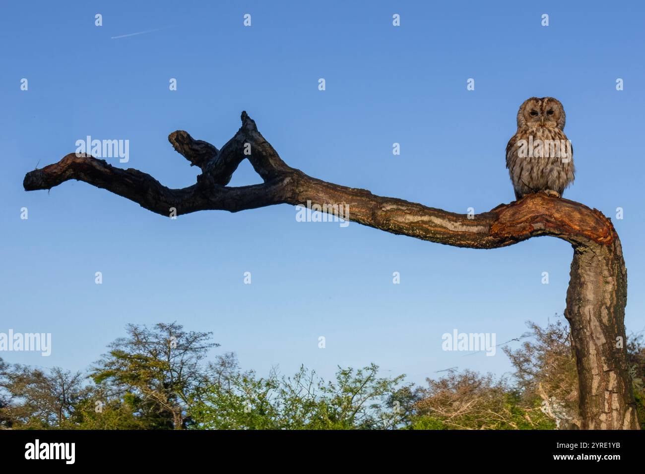 Tawny owl on old hi-res stock photography and images - Alamy