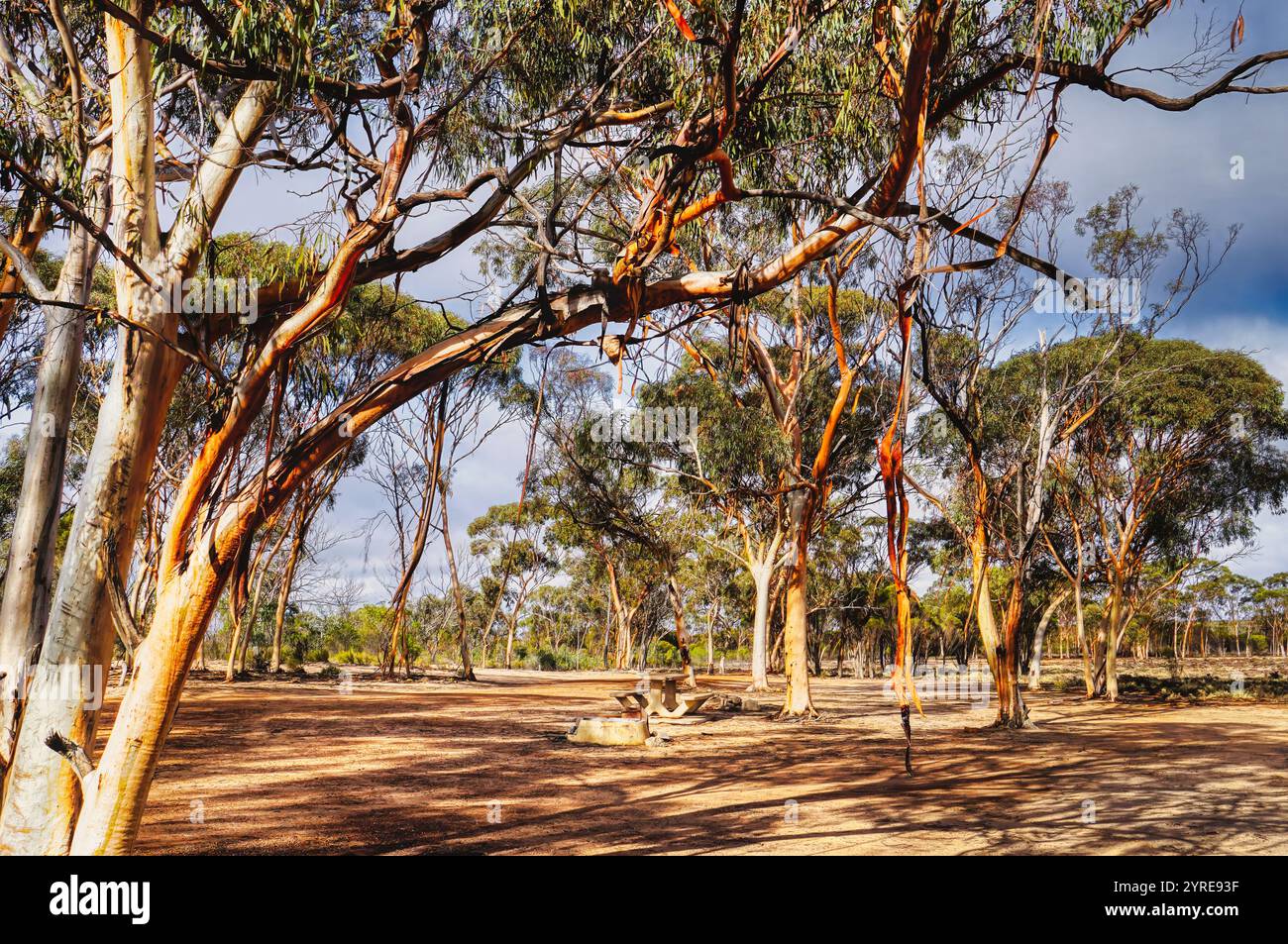 Ribbon Gum trees at the Breakaways Western Australia. The bark hangs in ...
