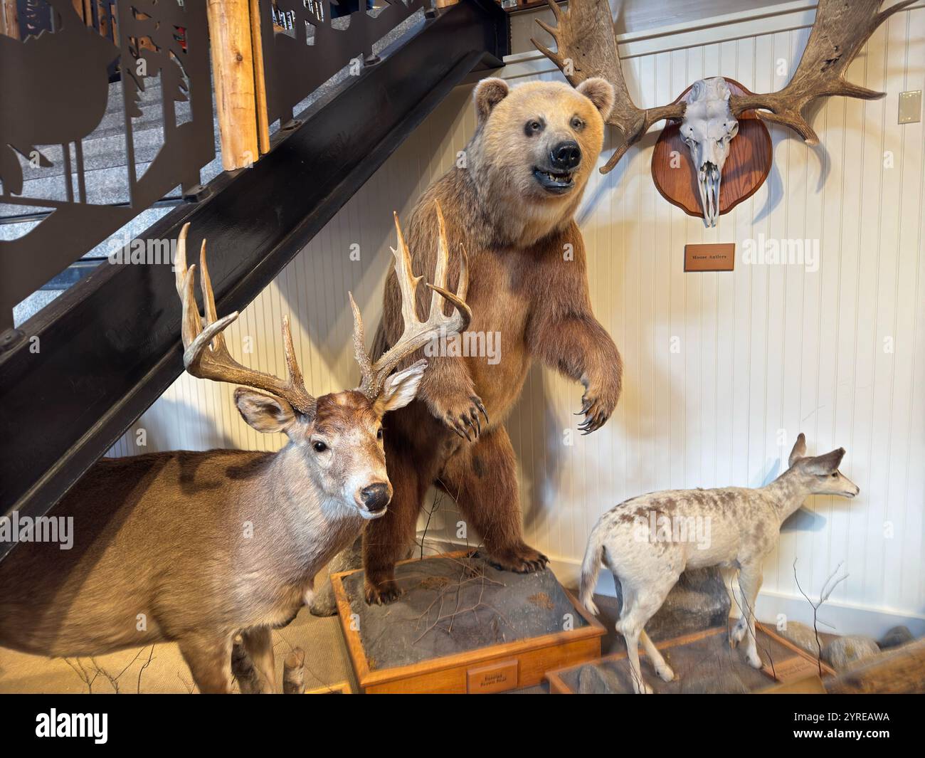 A stuffed bear, deer, fox and moose head at the L.L. Bean, Flagship ...