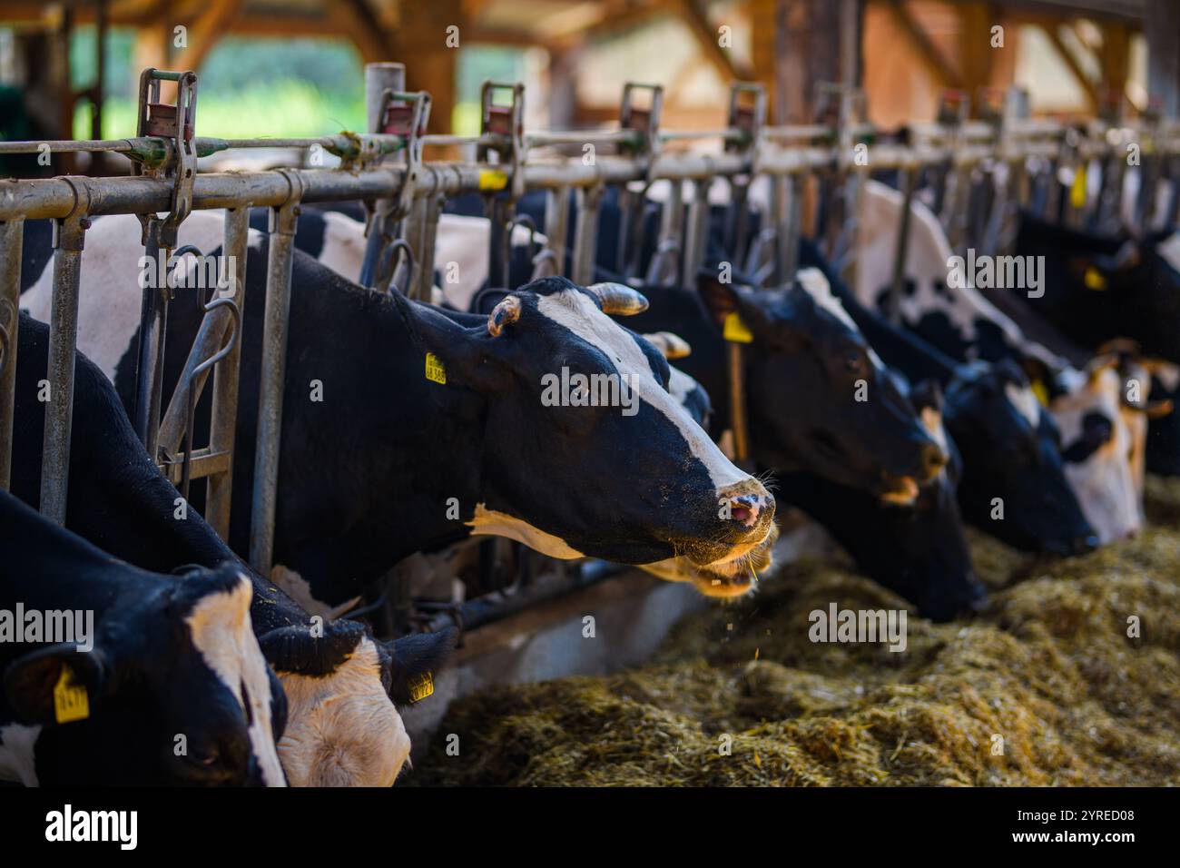 Cow at dairy milk farm. Cow on farm. Animal husbandry. Cow factory. Cow ...