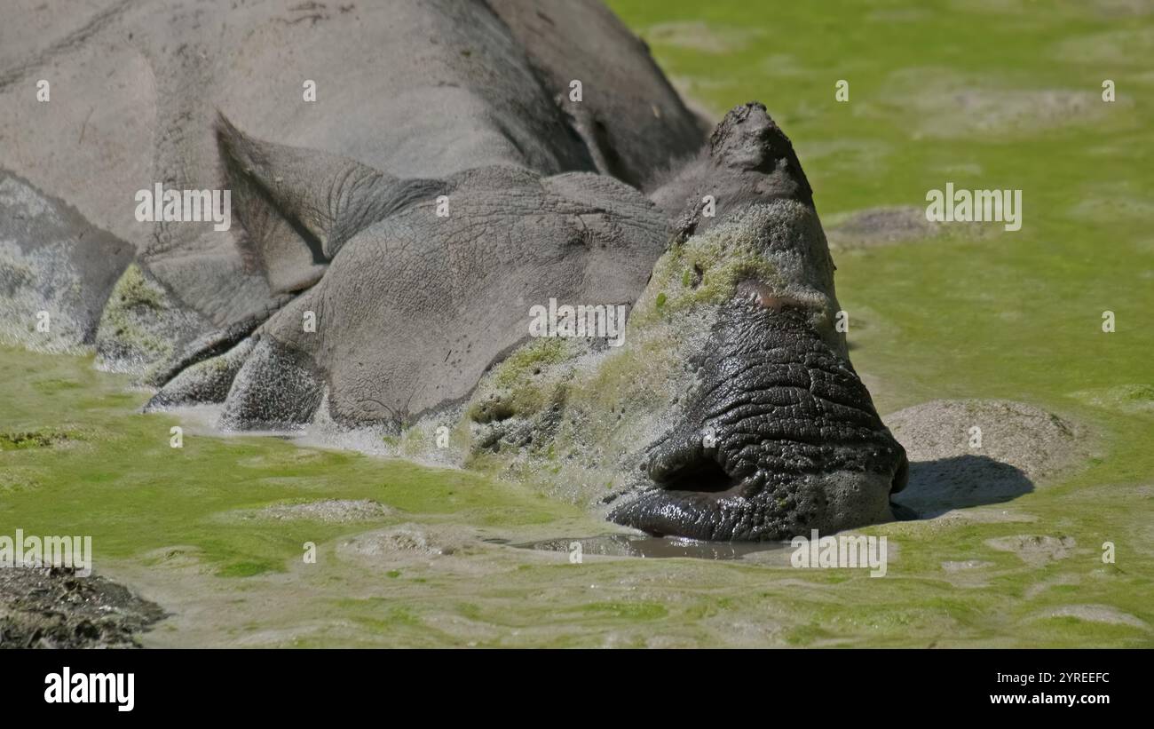 White Rhino taking mud bath Stock Photo - Alamy