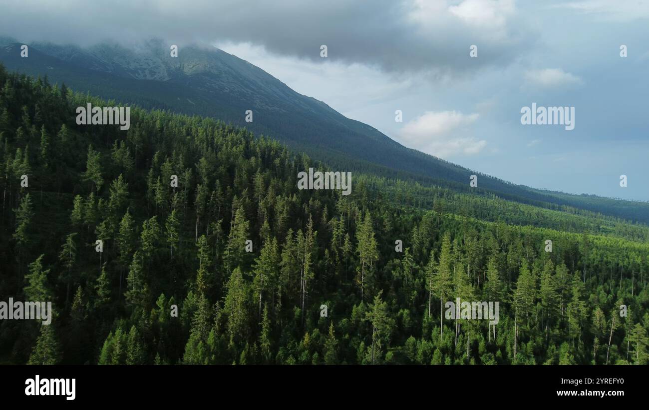 High Tatras mountains forest aerial view Stock Photo - Alamy