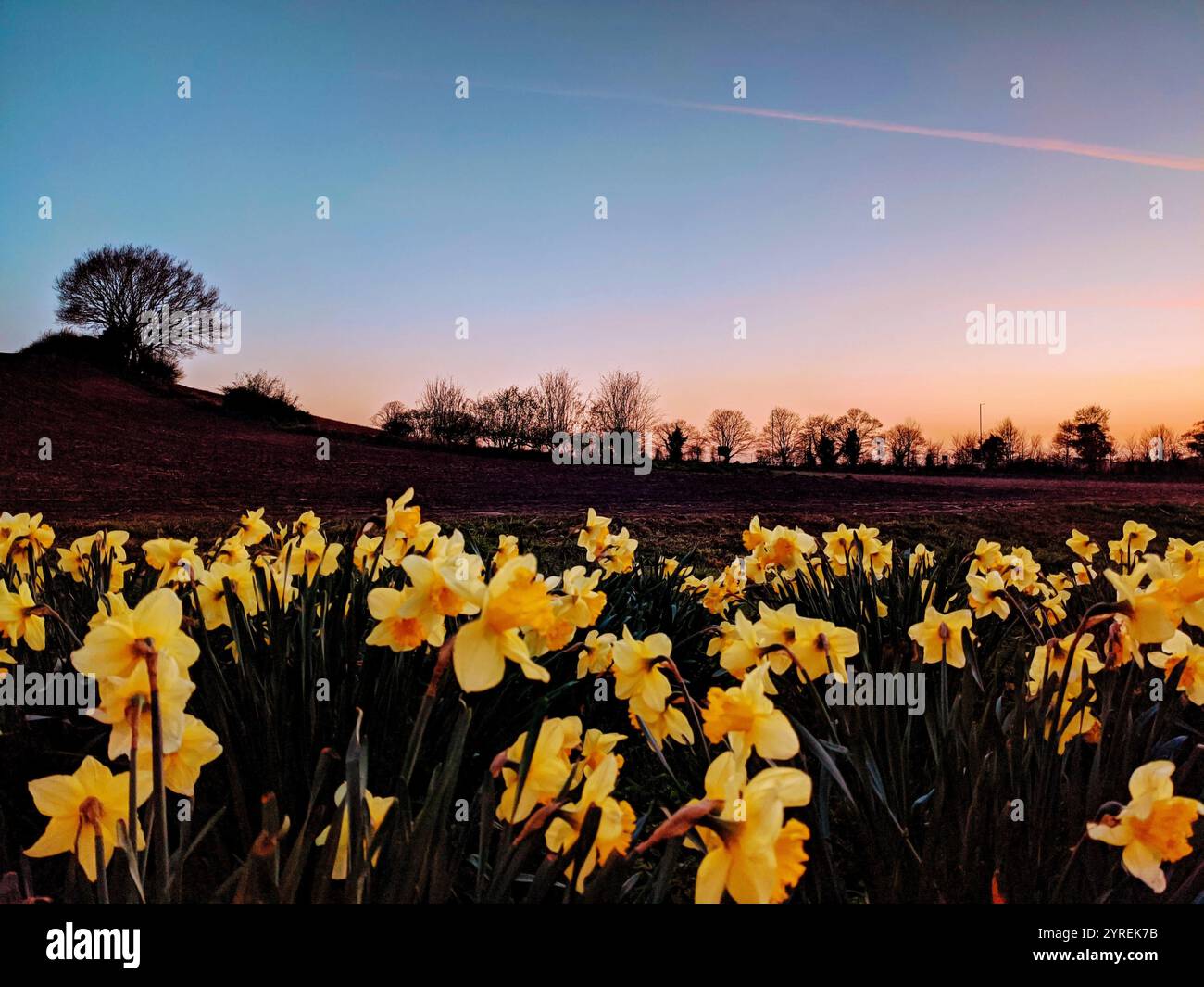 Daffodils with a Tree Lined Sunset Stock Photo - Alamy