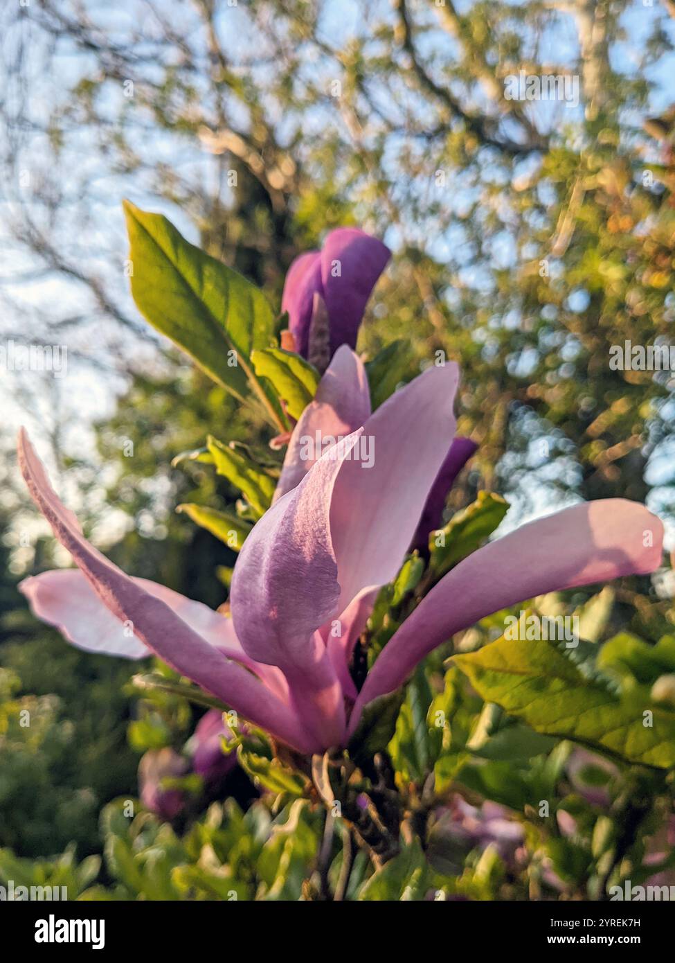Purple Magnolia Petals in Bloom Stock Photo - Alamy