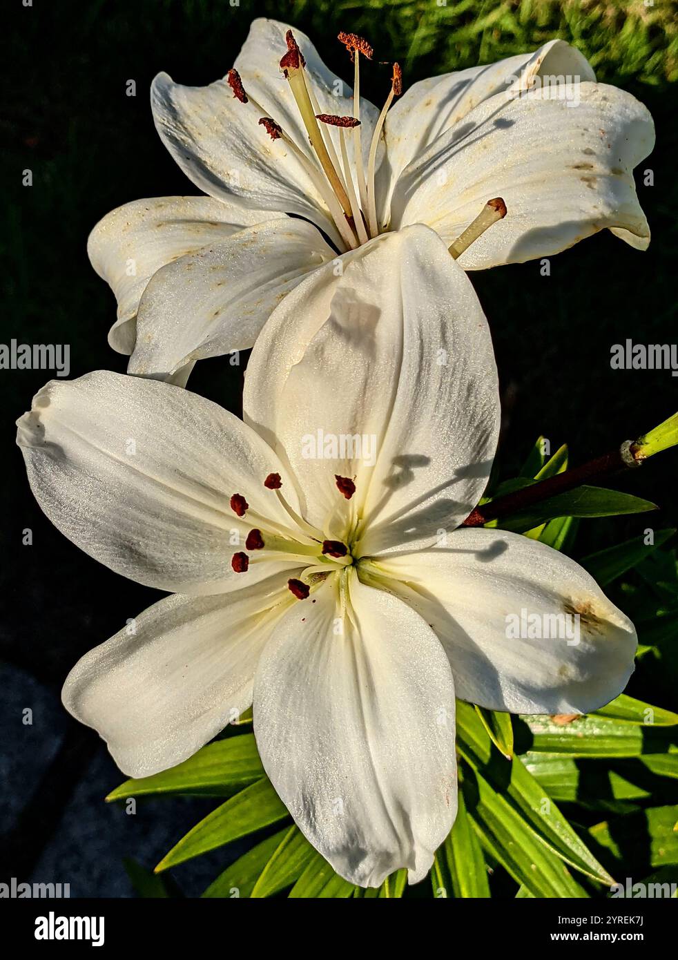 Lilium Candidum Madonna Lily Flower Stock Photo - Alamy