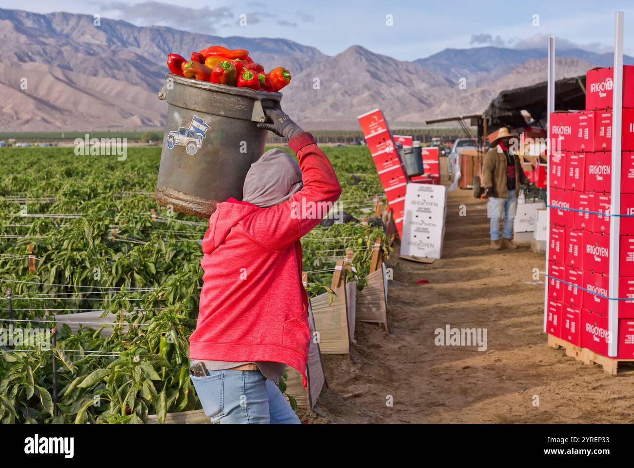 Workers harvesting Organic Red Bell Pepper crop,'Capsicum annuum', Date ...