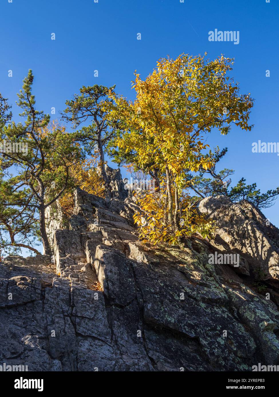 A striking yellow tree in full autumn color grows atop the rugged ...