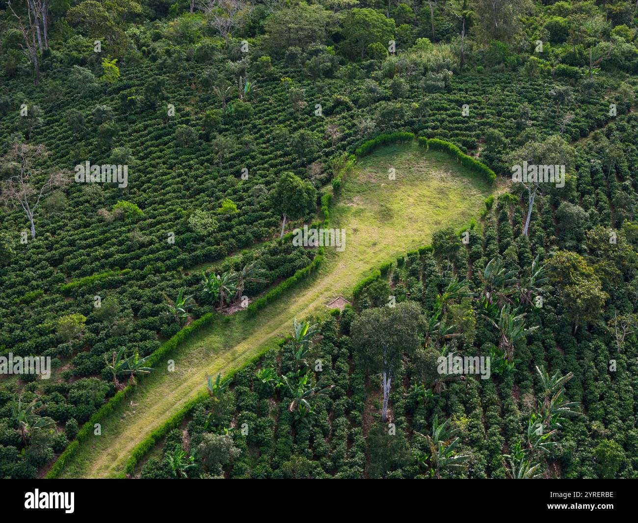 Winding path forms circular shape amidst rich coffee plantation ...