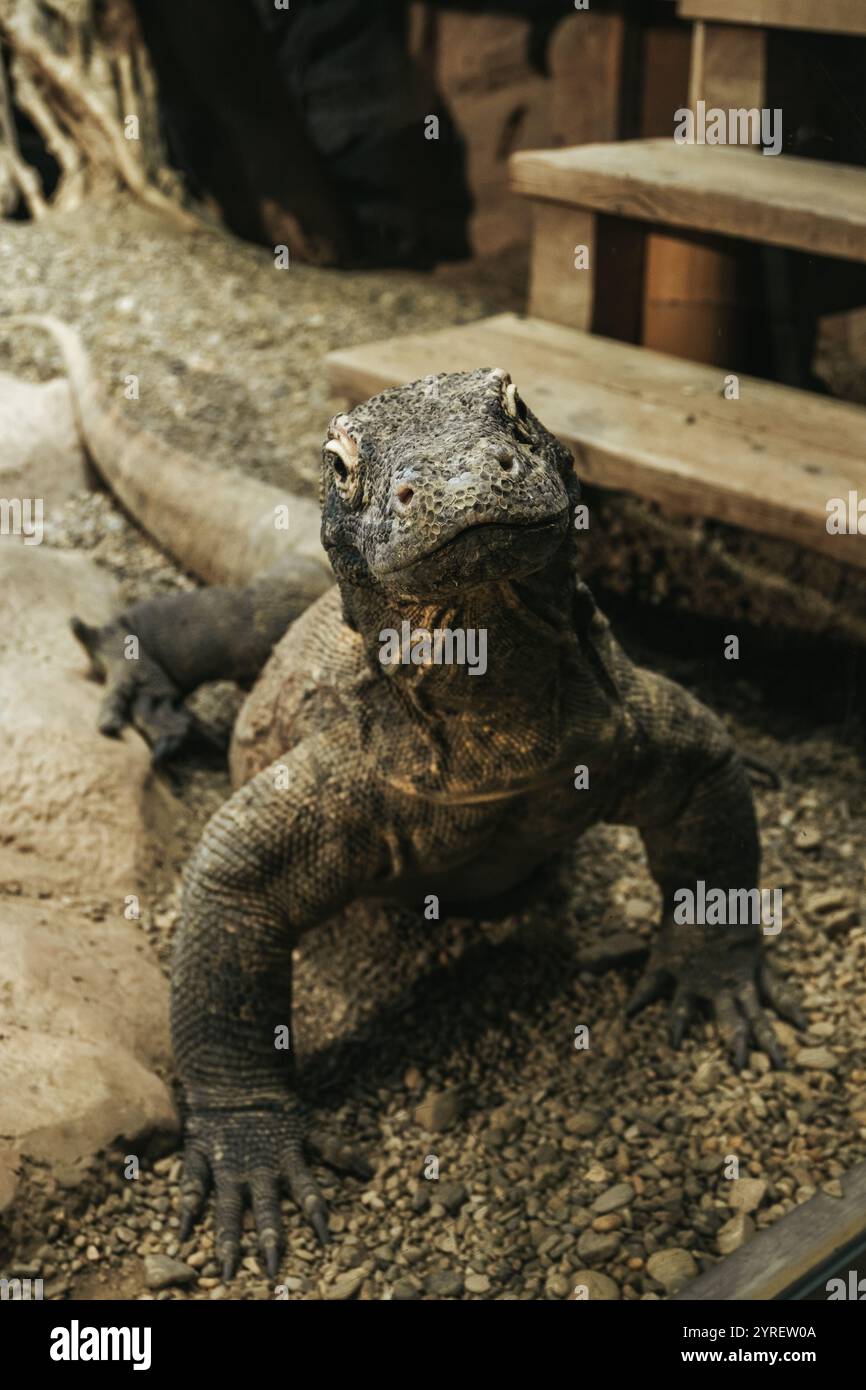 Dragonportrait hi-res stock photography and images - Alamy