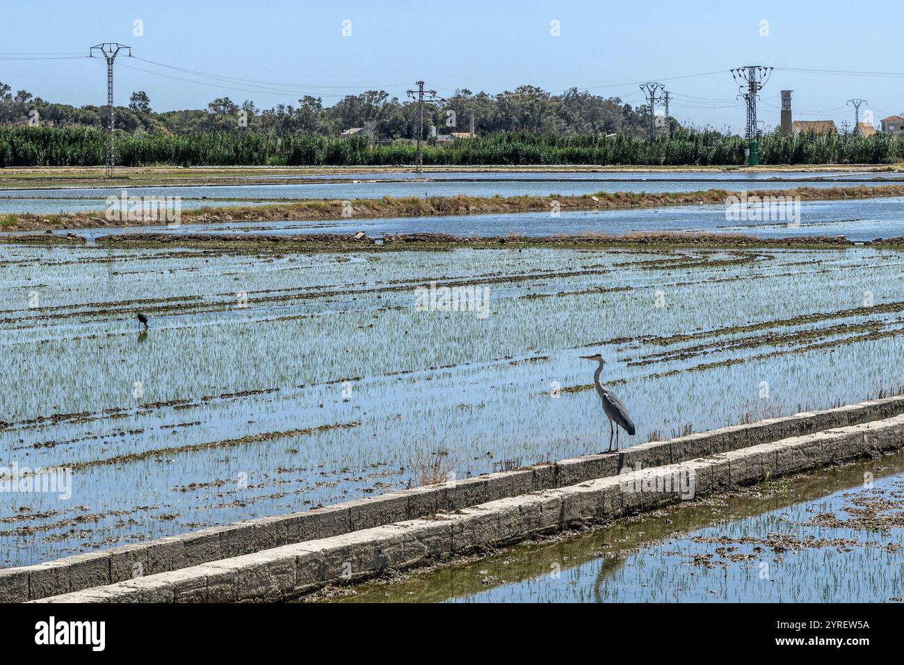 Garza campo de arroz garza hi-res stock photography and images - Alamy