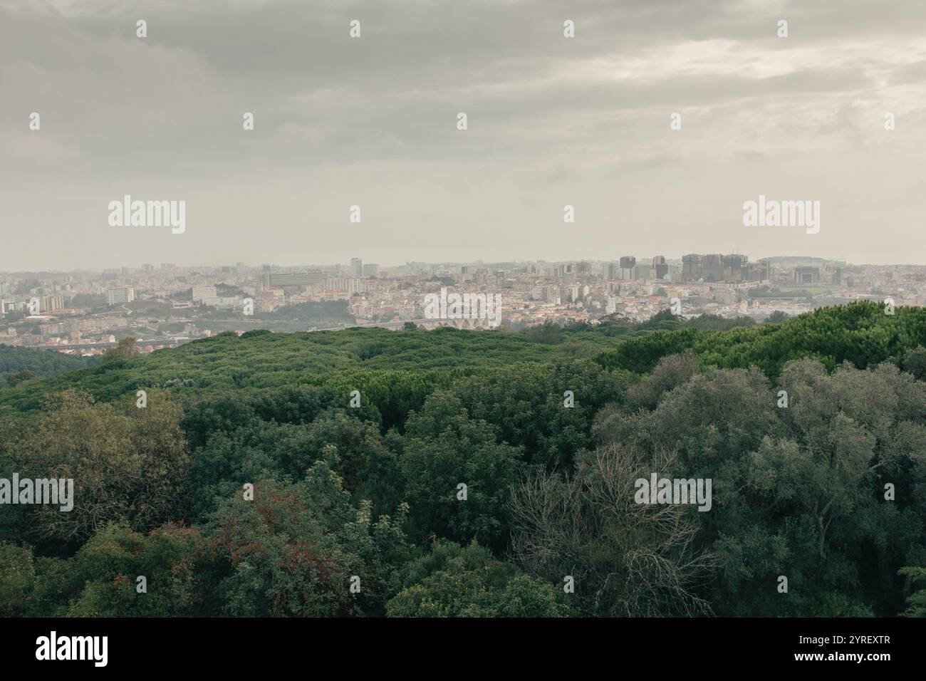 Monsanto forest extends into the foreground, providing a natural frame ...