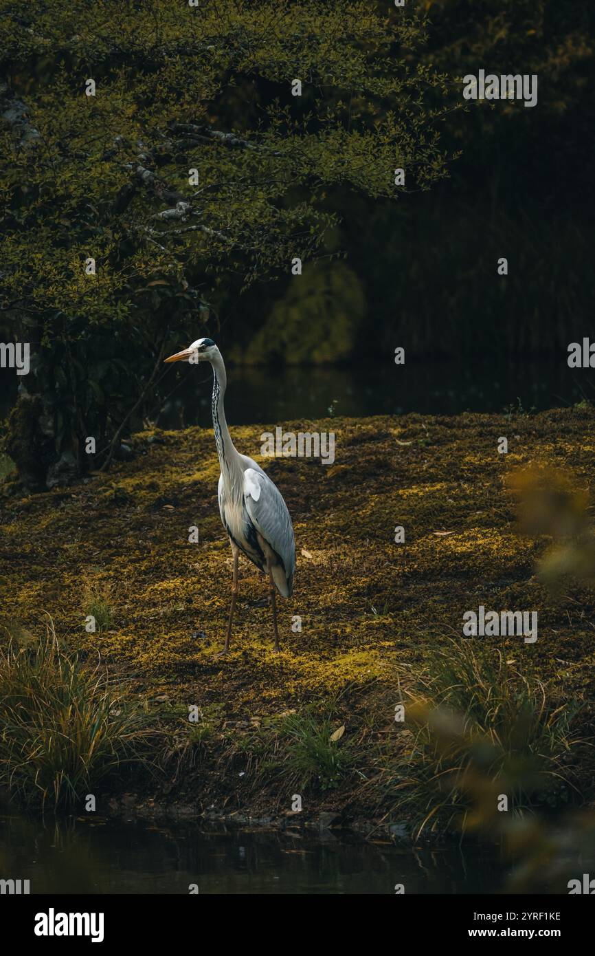 A graceful crane bird in a park in Kyoto, Japan, surrounded by lush ...