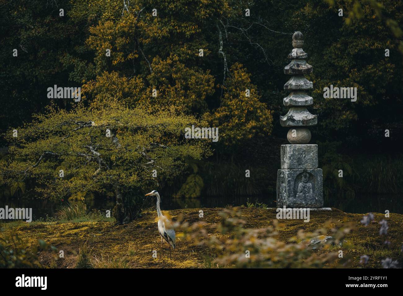 A graceful crane bird in a park in Kyoto, Japan, surrounded by lush ...